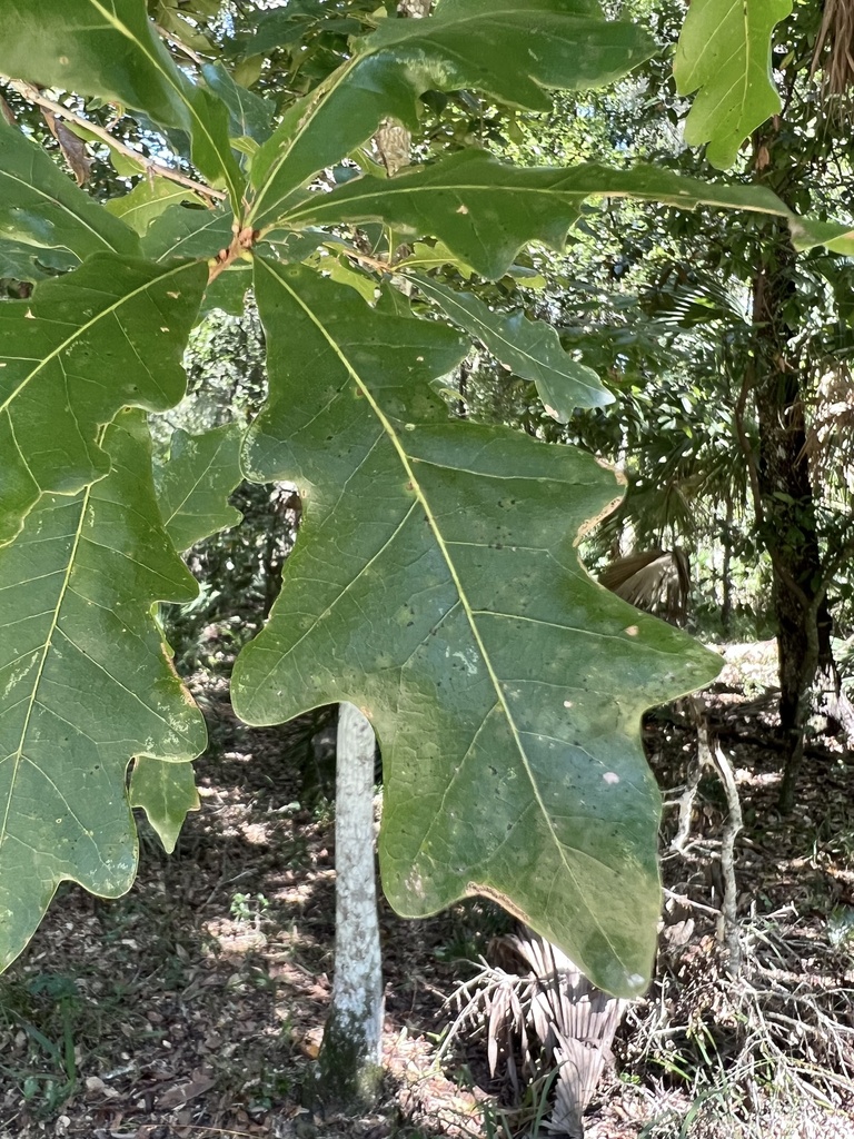 Bluff Oak from Faver-Dykes State Park, Saint Augustine, FL, US on ...