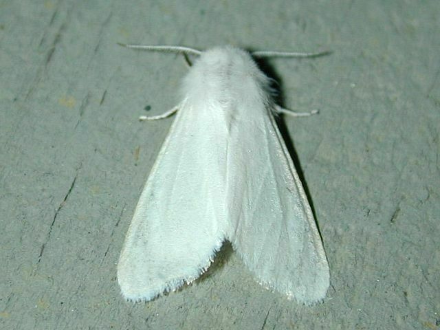 Fall Webworm Moth from Hubbard Pines, Litchfield, CT, USA on June 19 ...