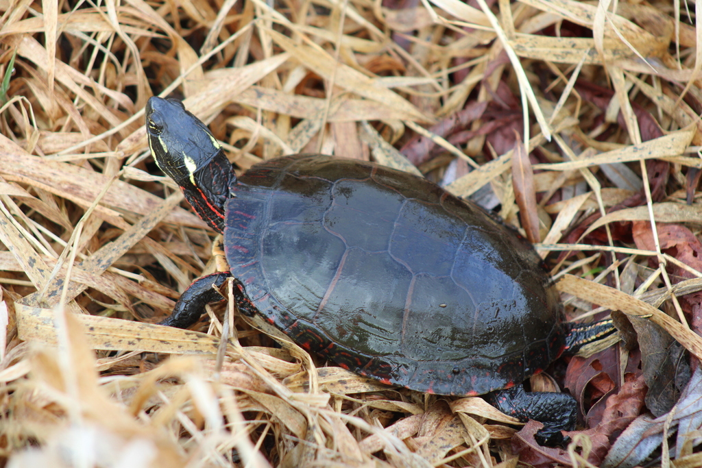 Painted Turtle from Washtenaw County, MI, USA on December 26, 2023 at ...