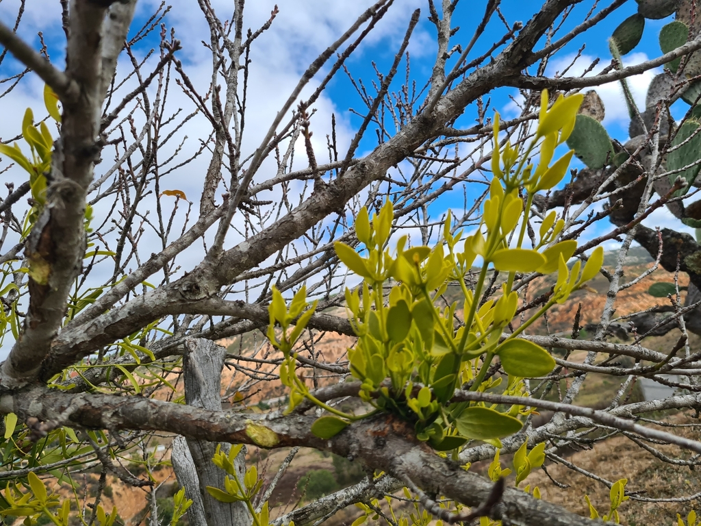 leafy mistletoes from Oaxaca, MX on December 12, 2023 at 11:01 AM by ...