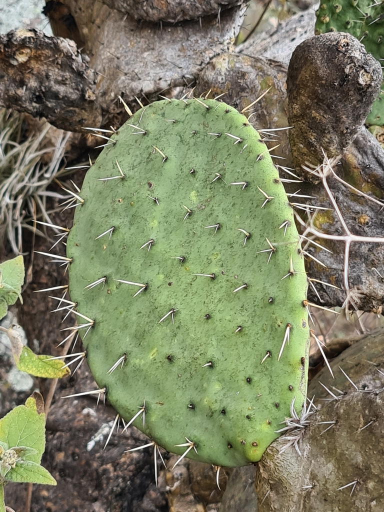 Opuntia lasiacantha from Oaxaca, MX on December 12, 2023 at 11:02 AM by ...
