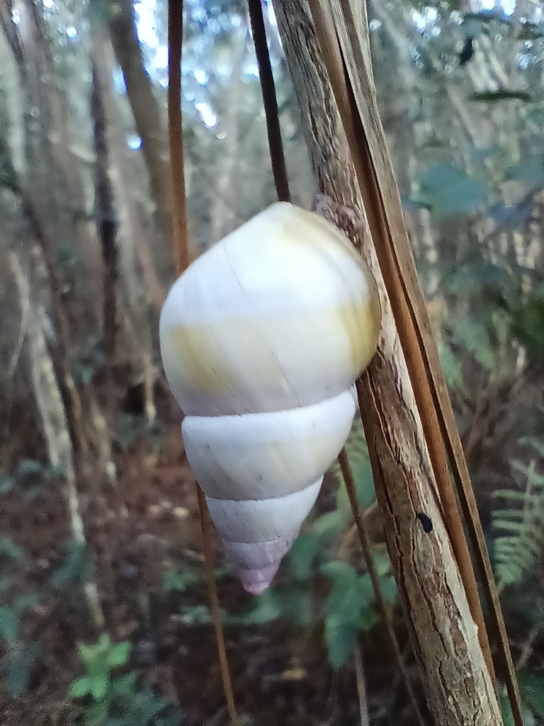 Florida Tree Snail from Miami-Dade County, FL, USA on December 26, 2023 ...
