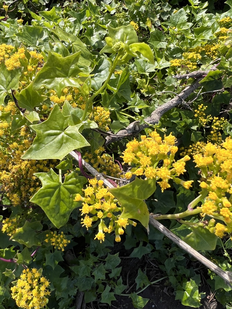Cape-ivy from Pillar Point Bluff, Moss Beach, CA, US on December 26 ...
