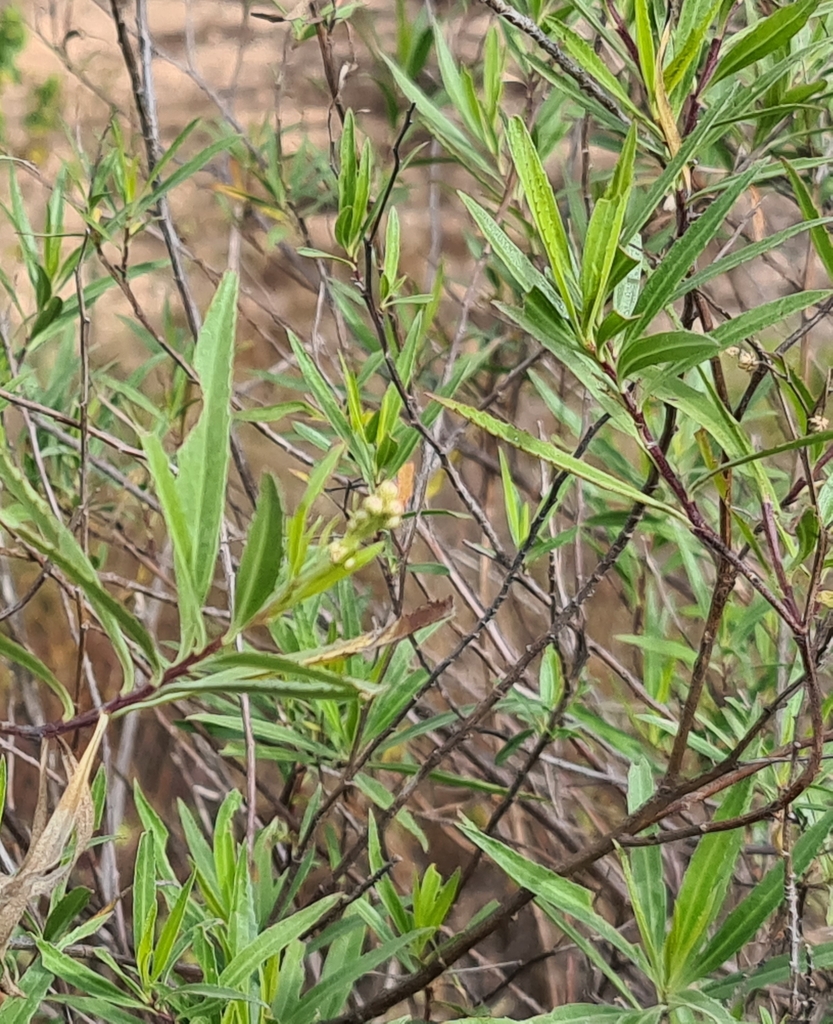 mule fat from Oaxaca, MX on December 12, 2023 at 11:06 AM by Selene ...