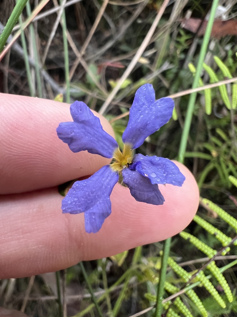 Blue Dampiera from Blue Mountains National Park, Blue Mountains ...