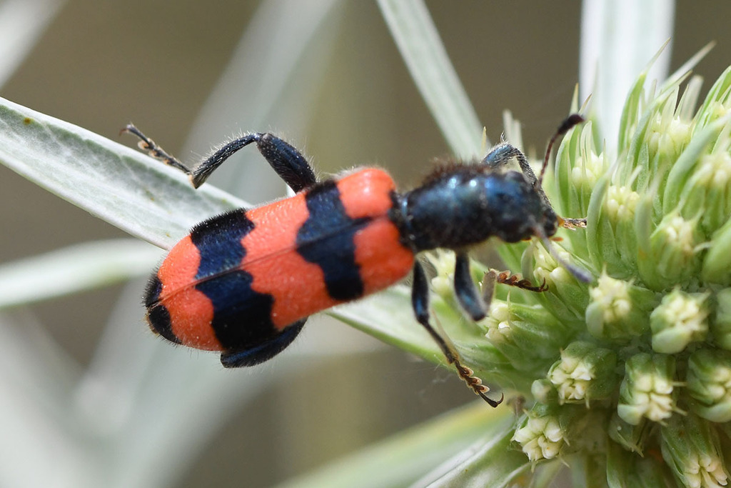 Bee-eating Beetle from Mainz, Deutschland on July 30, 2023 at 03:03 PM ...