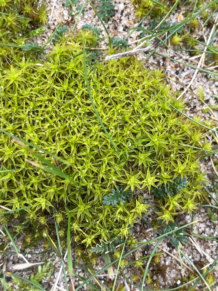 Sand-hill Screw-moss from Snettisham, King's Lynn, England, GB on ...
