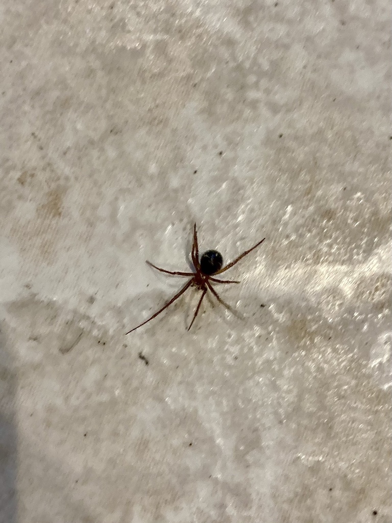 Red House Spider Florida: Your Friendly Guide