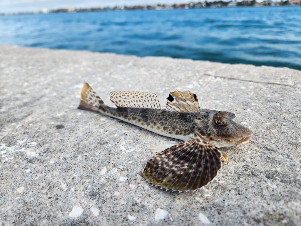 Leopard searobin from St Pete Beach, FL 33706, USA on December 26, 2023 ...