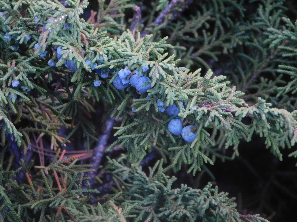 Mexican mountain juniper from Cofre de Perote, Ver., México on December ...