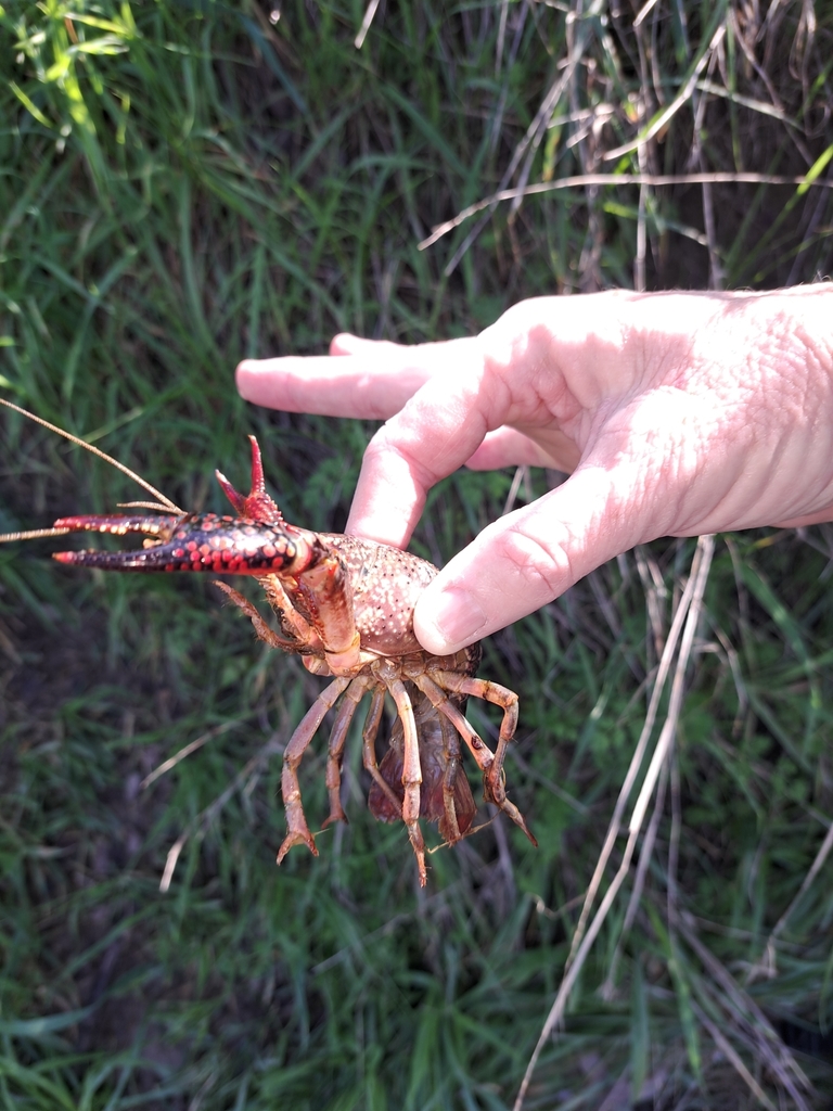 Red Swamp Crayfish from Georgetown, TX, USA on December 26, 2023 at 01: ...