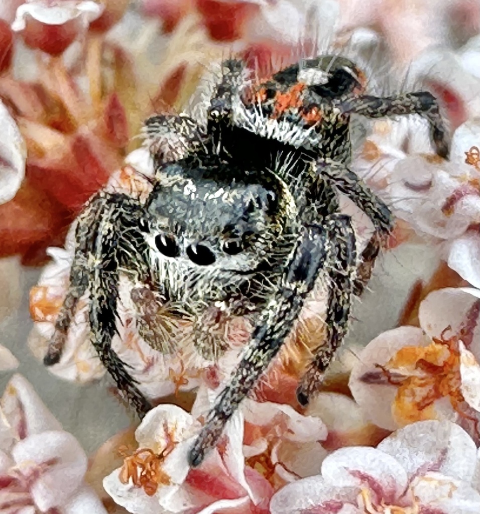 Phoenix Jumping Spider from Mission Trails Regional Park, San Diego, CA ...