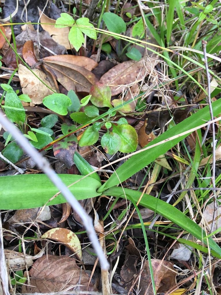 Eastern False Aloe from 208 Line St, Chattahoochee, FL, US on April 7 ...