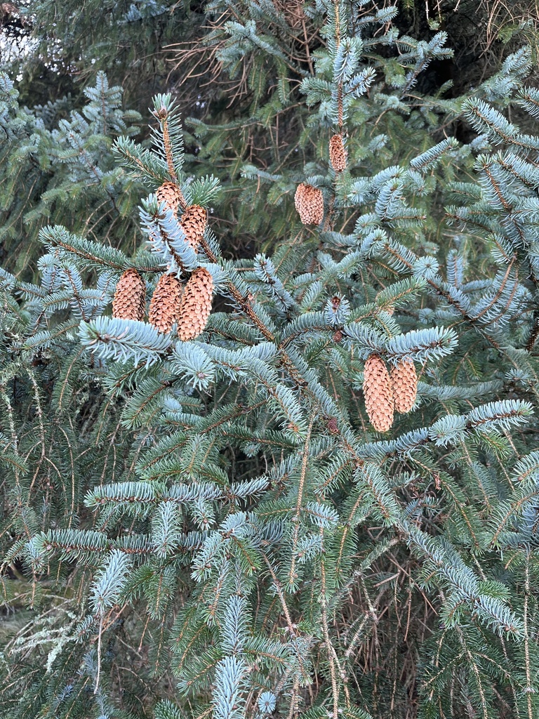 Sitka spruce from Highland, Scotland, GB on December 26, 2023 at 11:16 ...