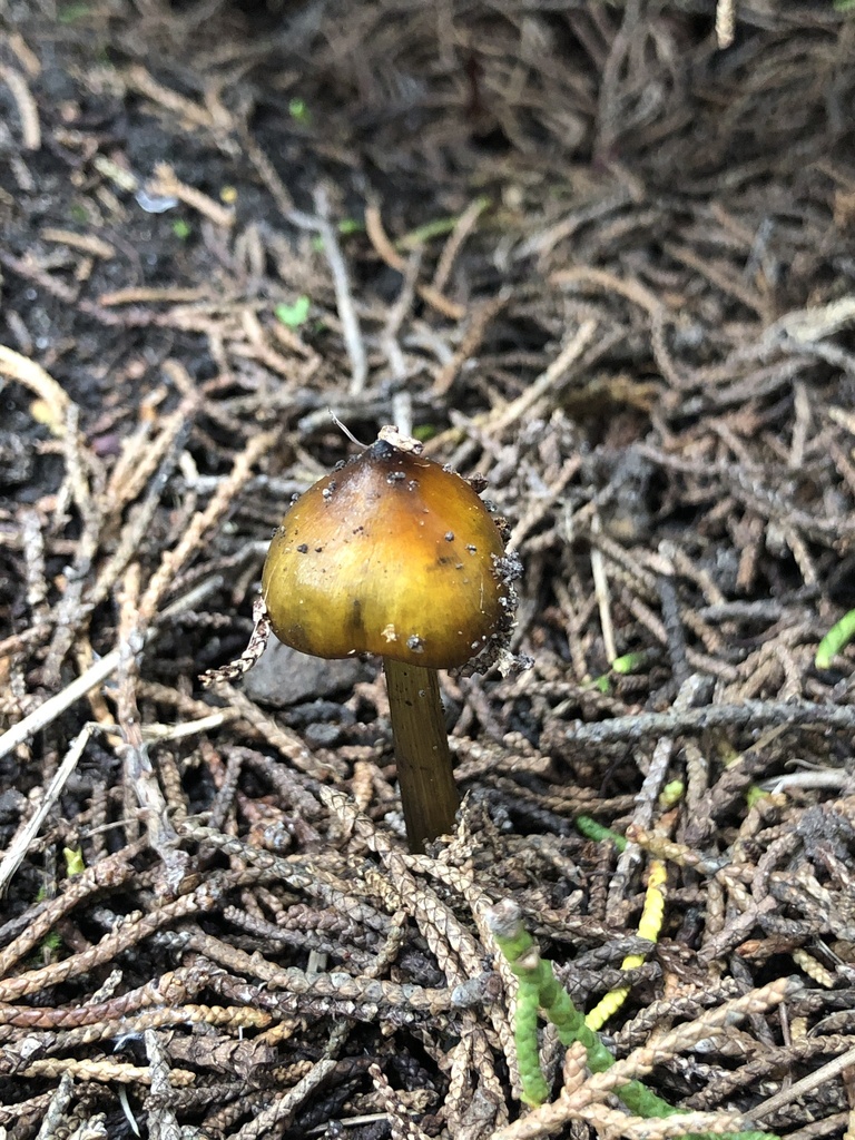 Hygrocybe conica from MacKerricher State Park, Fort Bragg, CA, US on ...