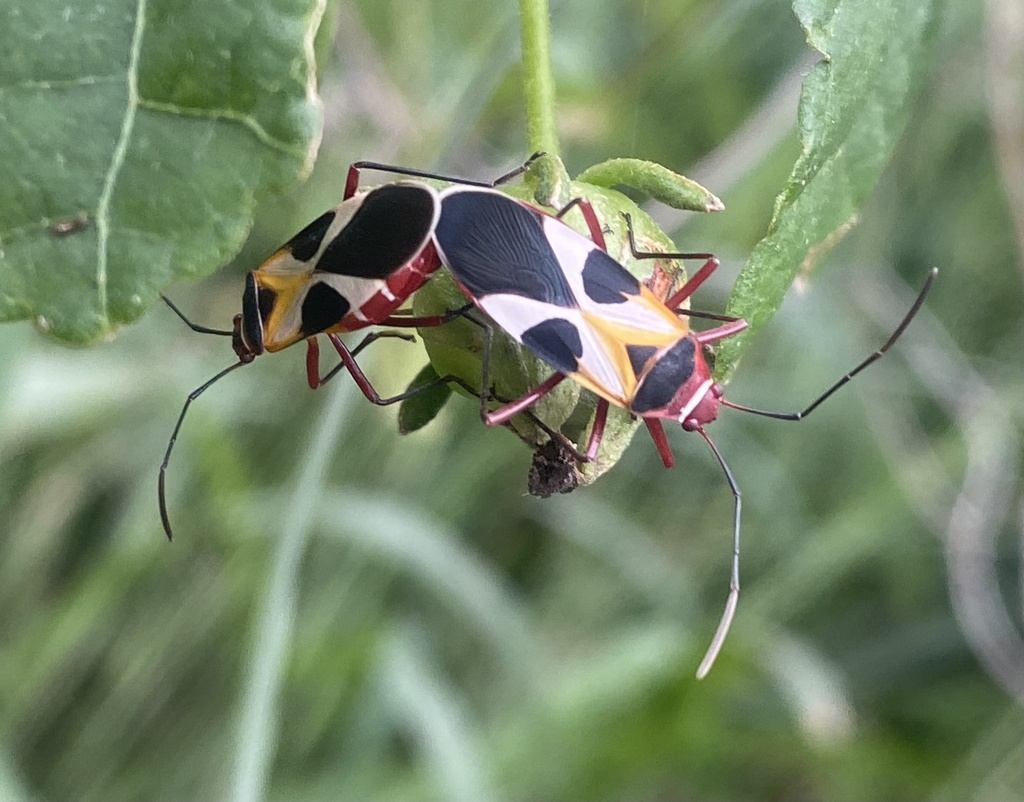 Turk's cap red bug from New Carmen Ave, Brownsville, TX, US on December ...