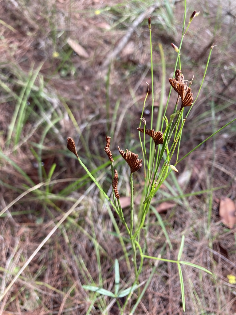 Forked Comb Fern from Redland Bay, QLD, AU on December 27, 2023 at 08: ...