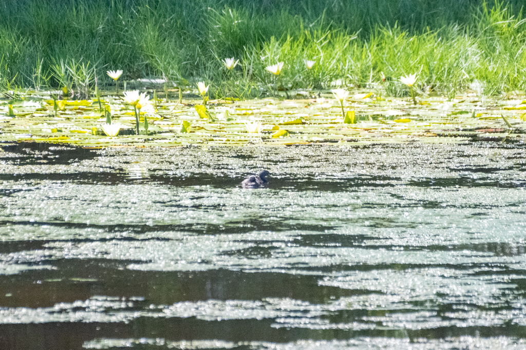 Least Grebe from Provincia de Guanacaste, Cañas, Costa Rica on November ...