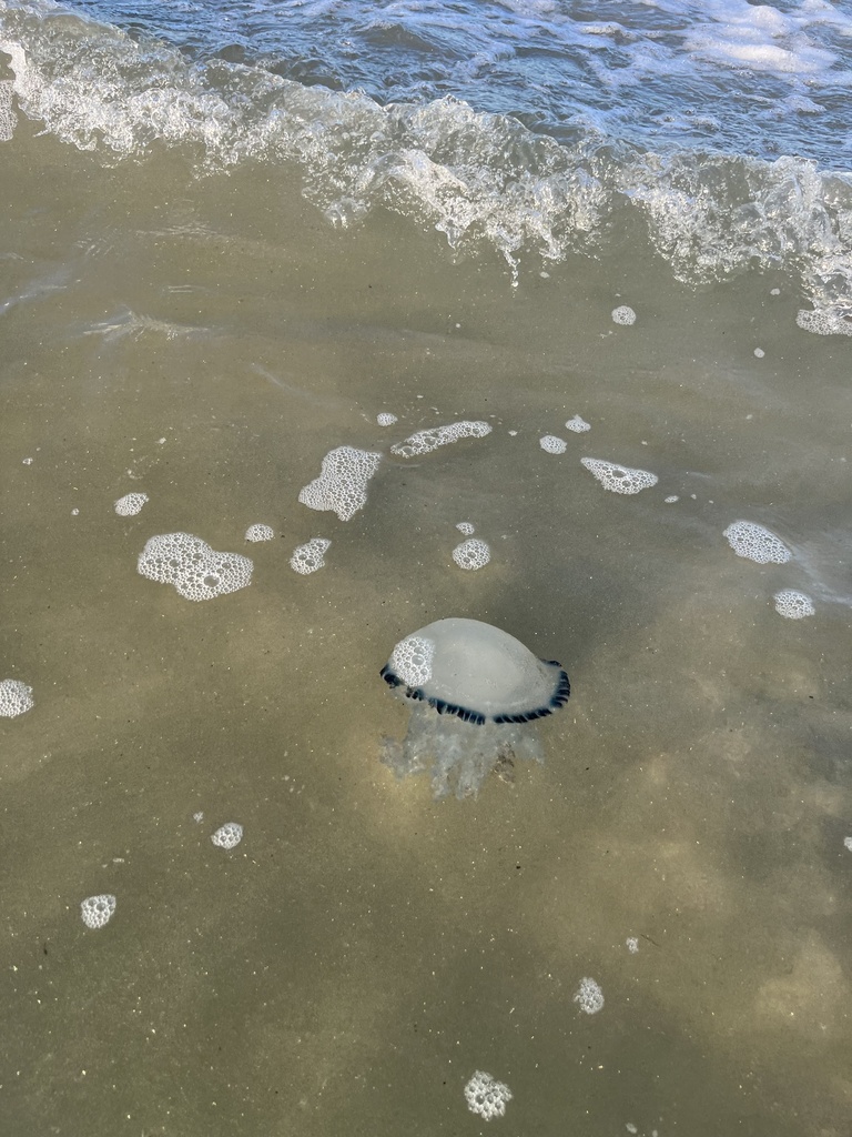 Root-mouth Jellies from Caribbean Sea, Balfate, Colón, HN on December ...