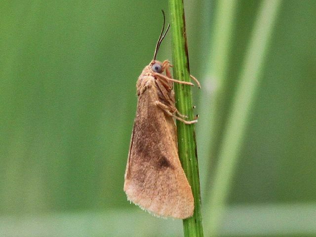 Tawny Virbia Moth from Ward Pound Ridge Res. Westchester, NY, USA on ...