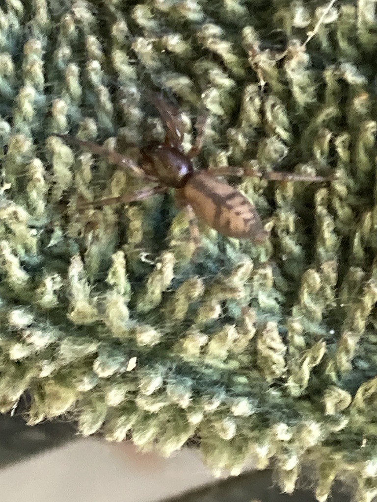 Intruda signata from Burraneer Rd, Coomba Park, NSW, AU on December 27 ...