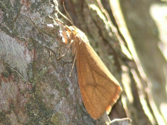 Tawny Virbia Moth from Riverside, NY 11901, USA on July 4, 2017 at 02: ...
