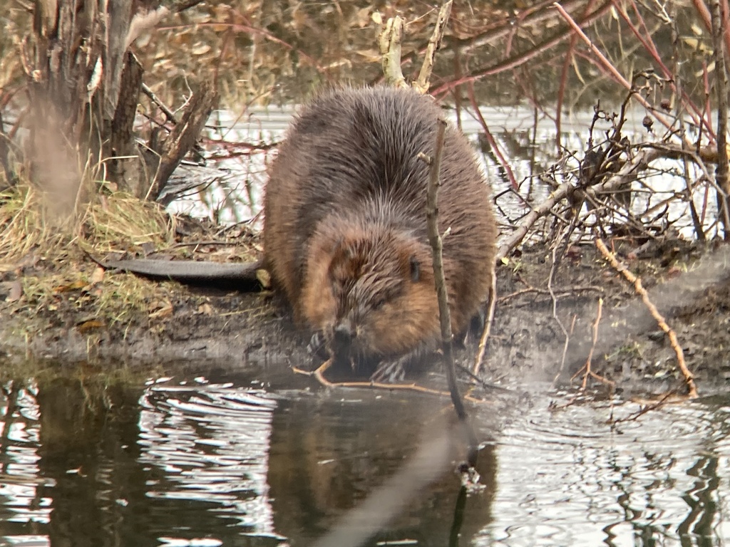 American Beaver from Evergreen Brick Works, Toronto, ON, CA on December ...