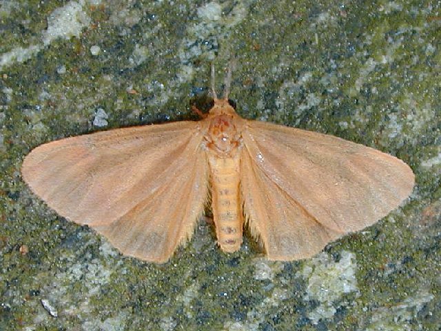 Orange Virbia Moth from Ward Pound Ridge - Michigan Rd, Westchester ...