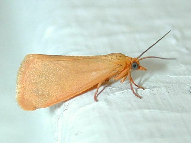 Orange Virbia Moth from Ward Pound Ridge, Michigan Rd, Westchester ...