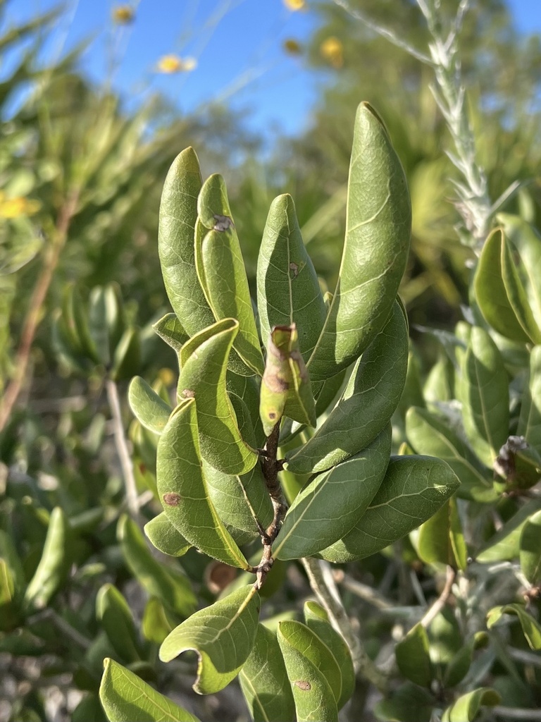 Florida scrub oak from School Bus Rd, Frostproof, FL, US on October 18 ...
