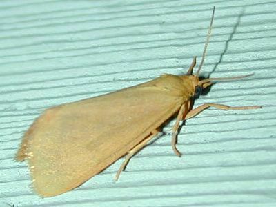 Orange Virbia Moth from Bedford Audubon Society, Katonah, NY, USA on ...