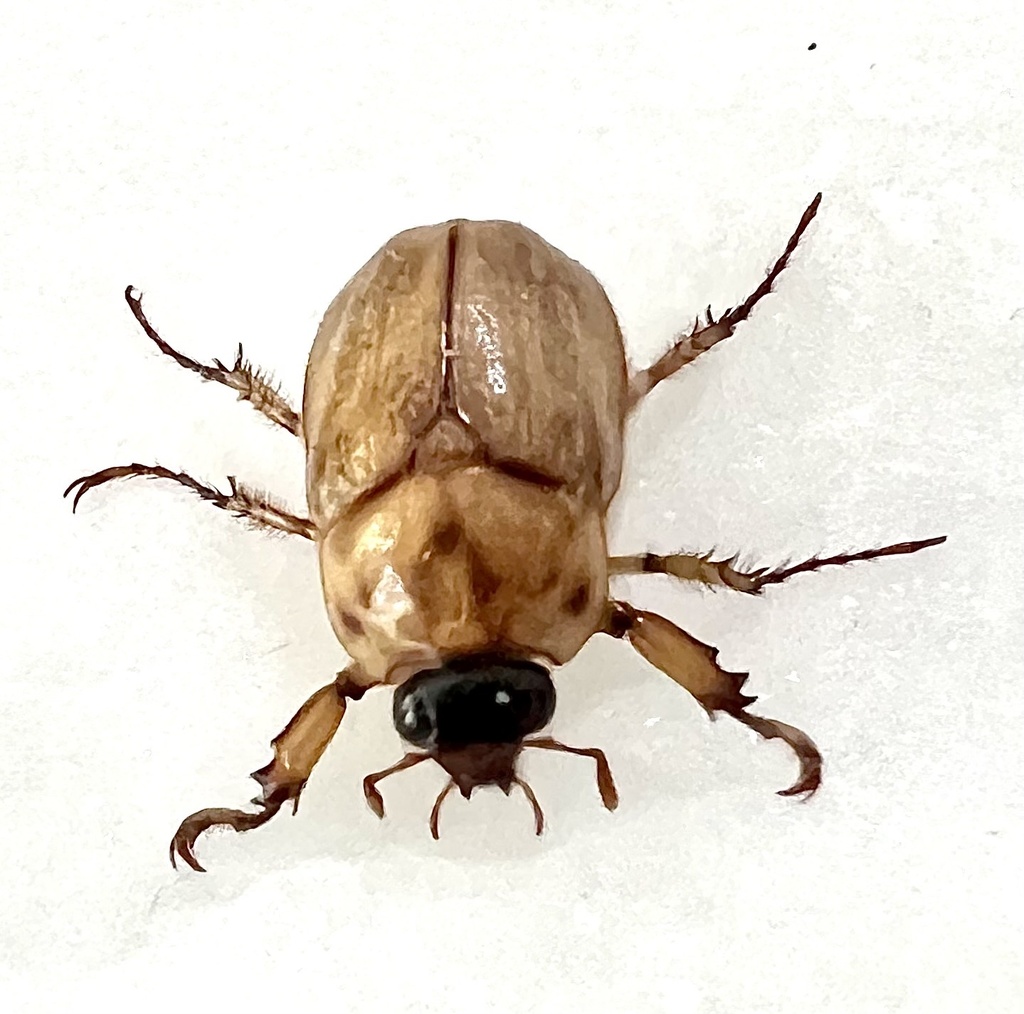 Argentinian Scarab from Railway Ave, Austinmer, NSW, AU on December 6 ...