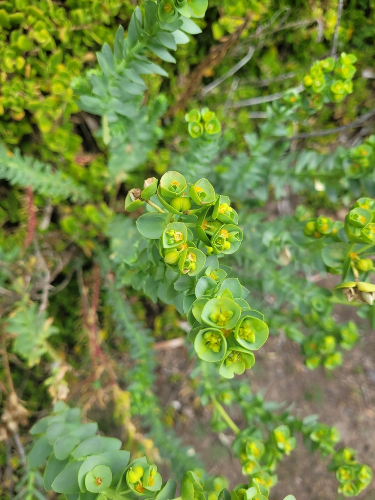 Sea Spurge from Waterhouse TAS 7262, Australia on December 26, 2023 at ...