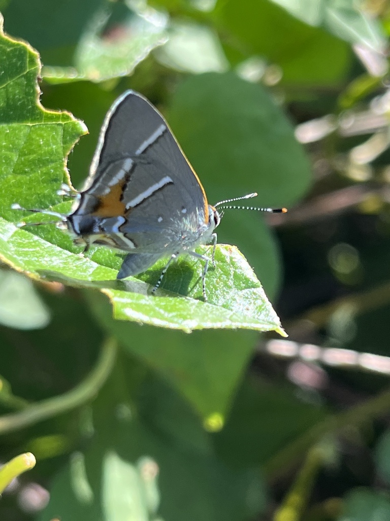 Strymon acis mars from Guanica State Forest, Guánica, Puerto Rico, US ...