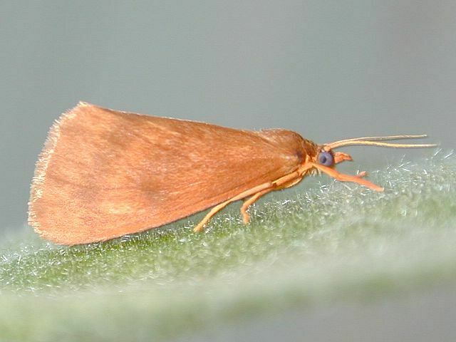 Rusty Virbia Moth from Hubbard Pines, Litchfield, CT, USA on July 13 ...