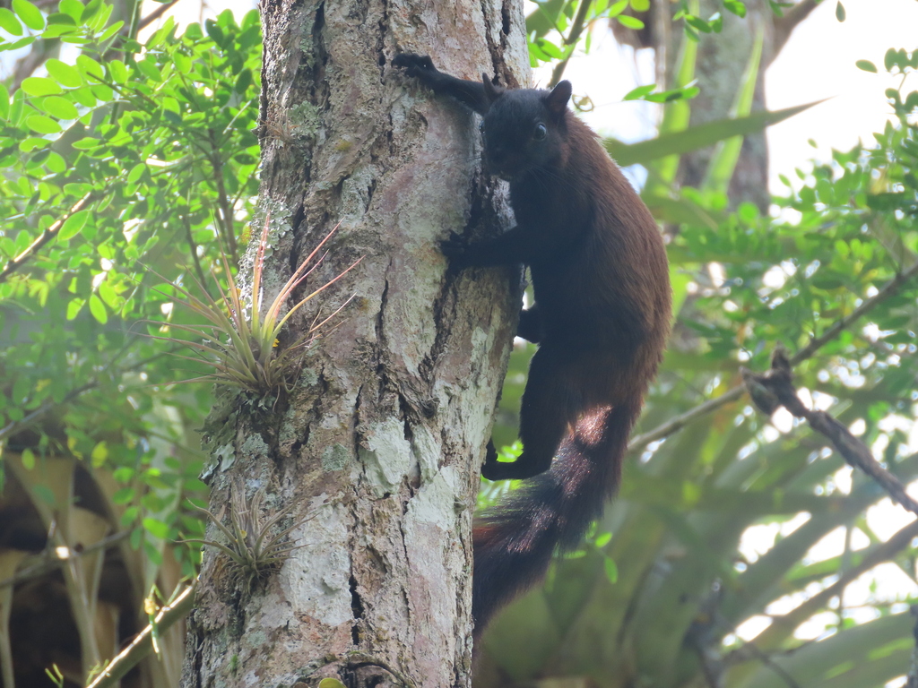 Variegated Squirrel from Paraíso, Panamá on December 25, 2023 at 01:58 ...