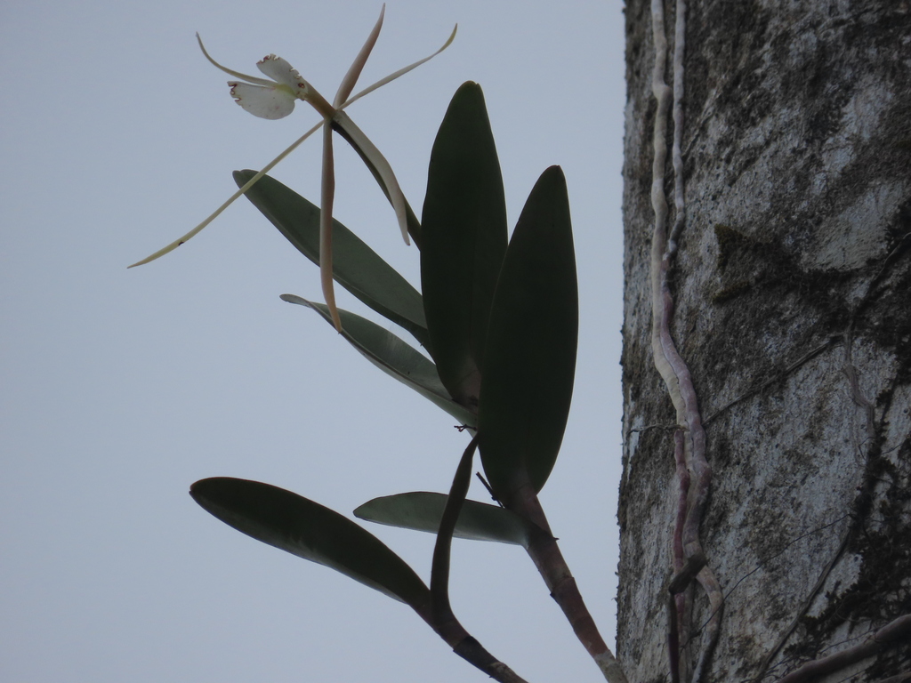Night Scented Orchid from Paraíso, Panamá on December 25, 2023 at 02:19 ...