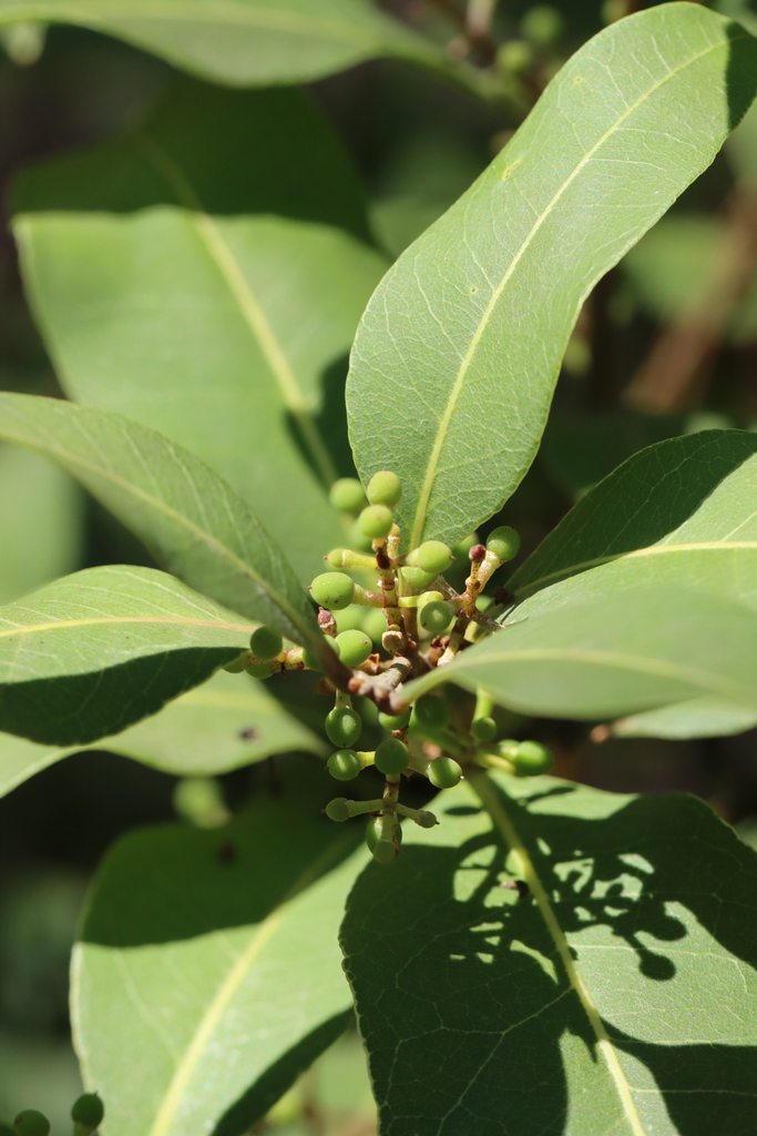 Notelaea in December 2023 by Nature_Lover. Location: Blue Mountains ...