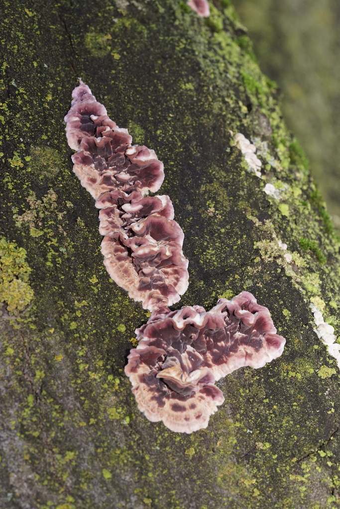 Silverleaf Fungus from Whitman College, Walla Walla, WA, US on December ...