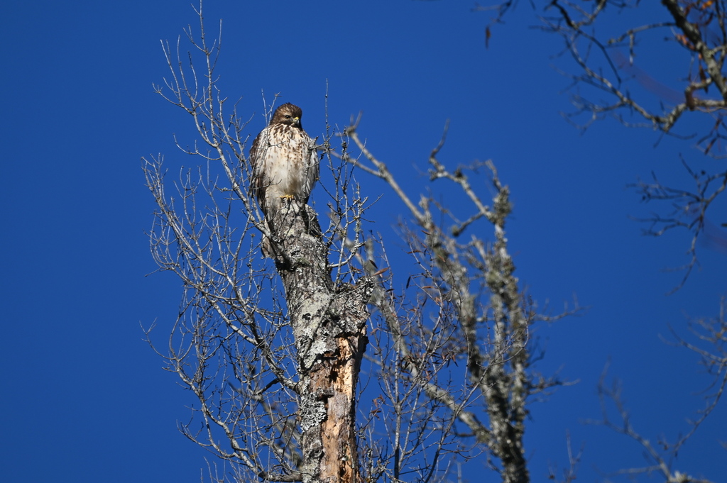 Red-shouldered Hawk from De Soto Parish, LA, USA on December 26, 2023 ...
