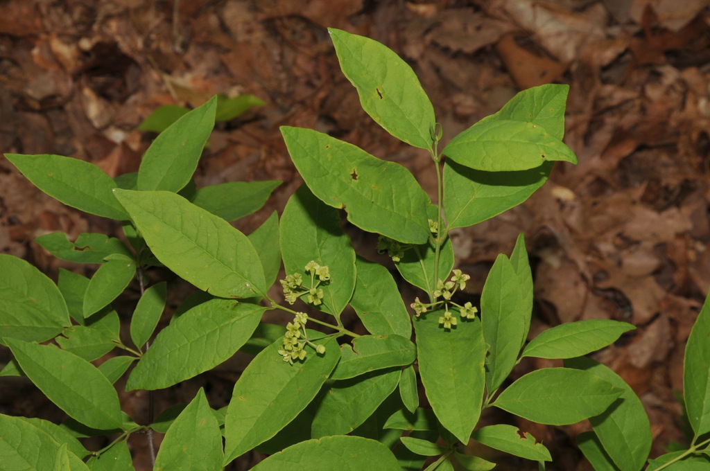 leechbrush from Tullahoma, TN, USA on April 23, 2011 at 09:37 AM by ...