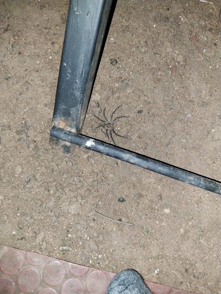 Pantropical Huntsman Spider from 745R+64, Galkadawala, Sri Lanka on ...