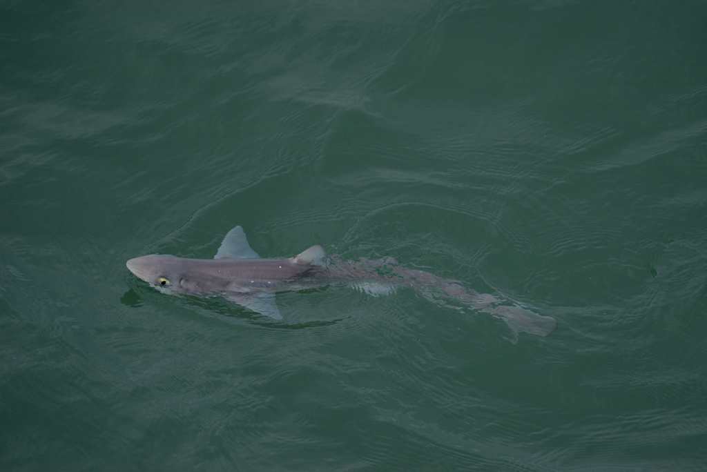 White-spotted Dogfish in December 2023 by zanefish · iNaturalist