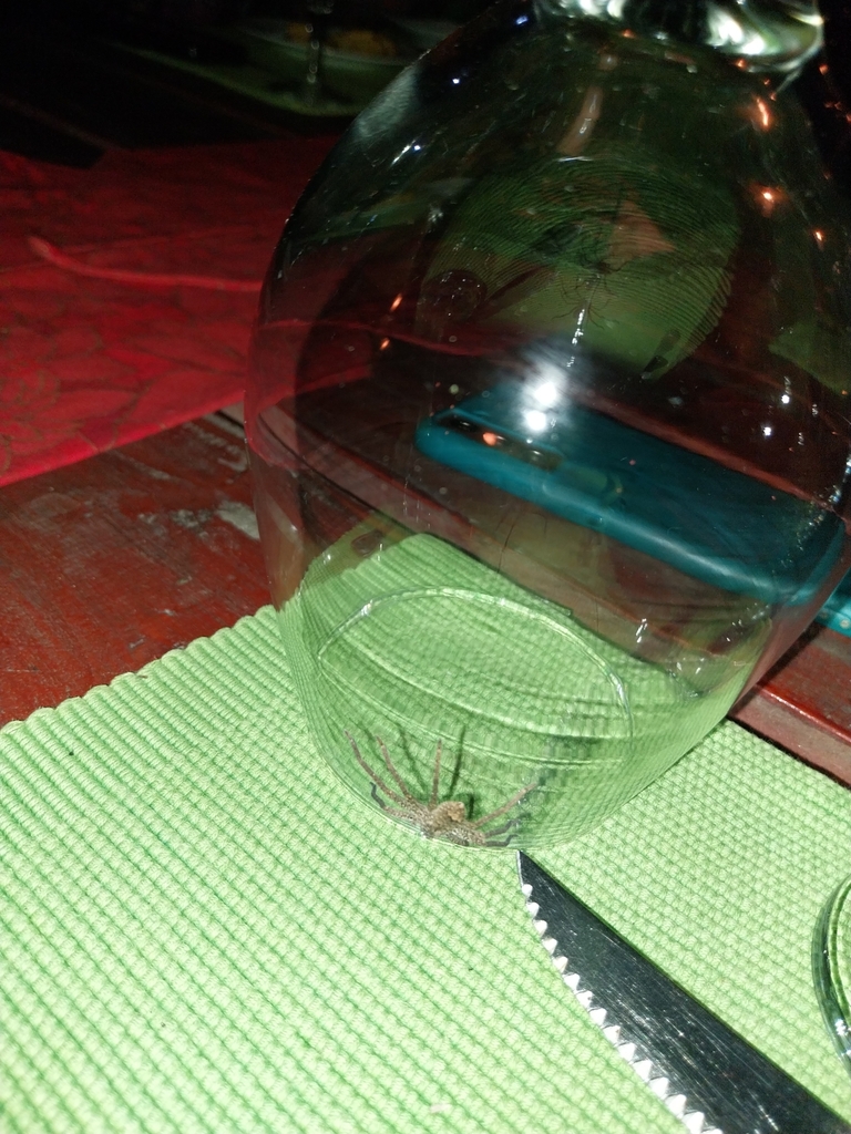 Huntsman Spiders from 745R+64, Galkadawala, Sri Lanka on December 26 ...