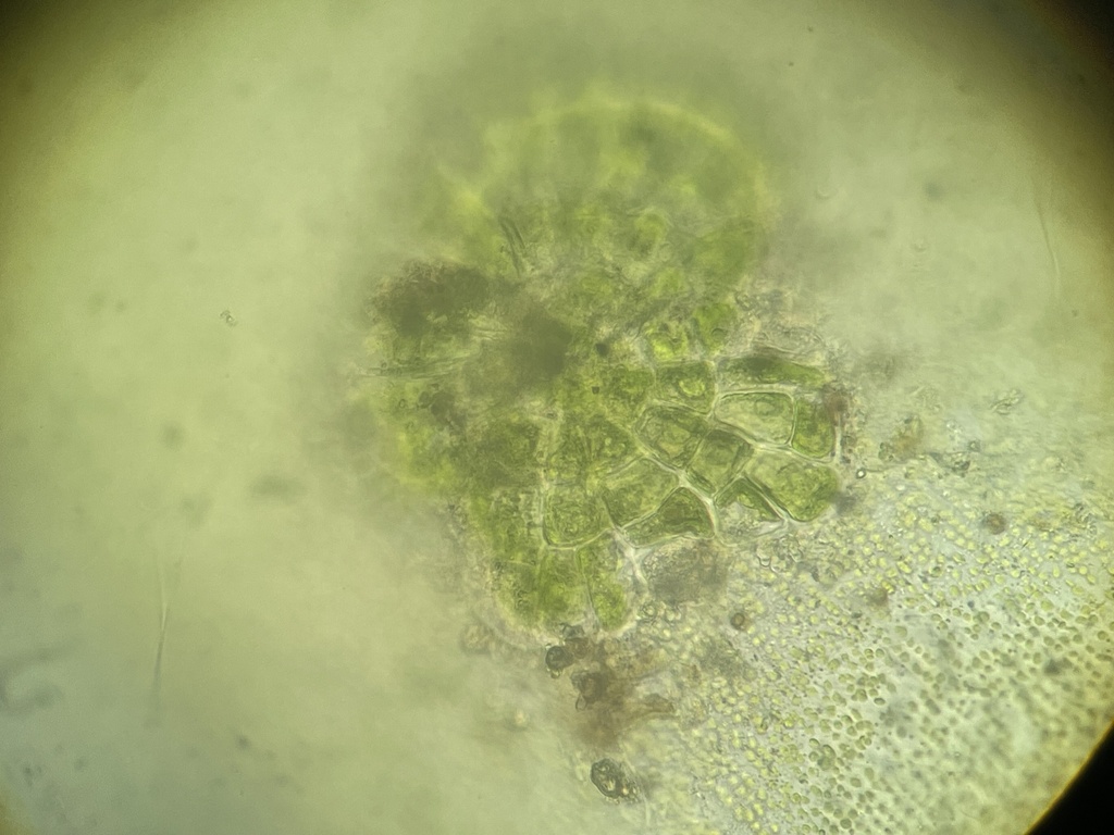 Coleochaete from Montague, CA, US on December 26, 2023 at 04:07 PM by ...