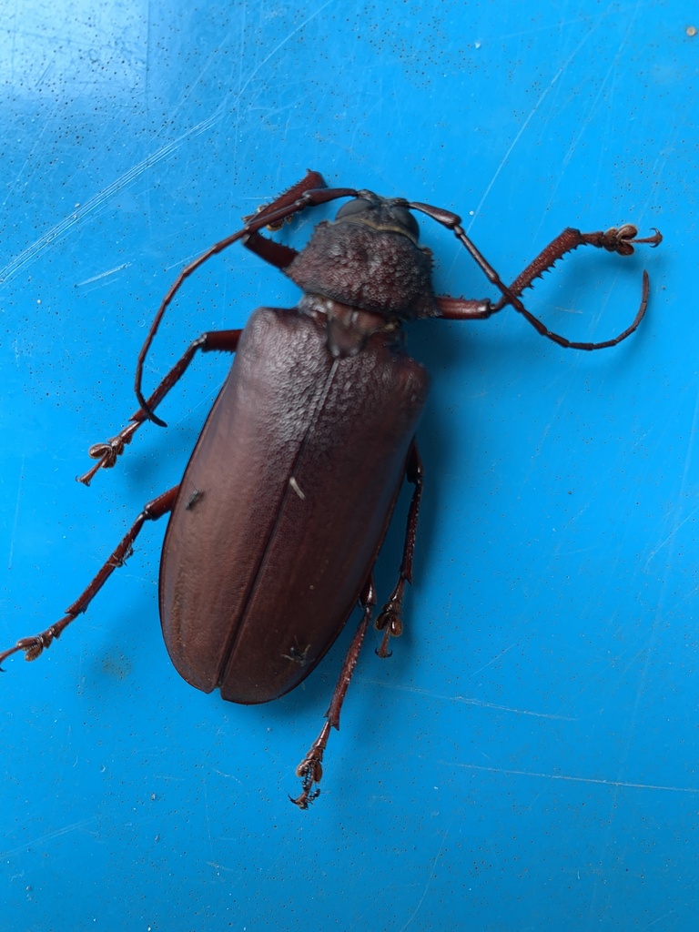 Tooth-necked and Aberrant Longhorn Beetles from Beechwood Rd, Balmoral ...