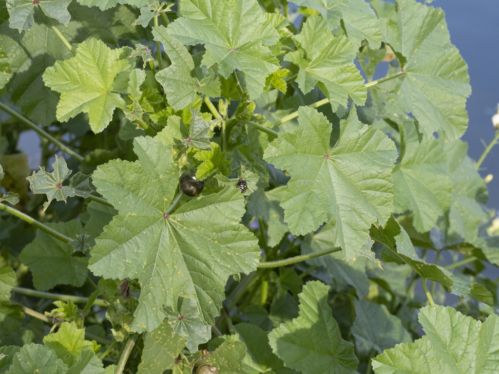 cheeseweed mallow from Ocean Beach, San Diego, CA, USA on December 26 ...