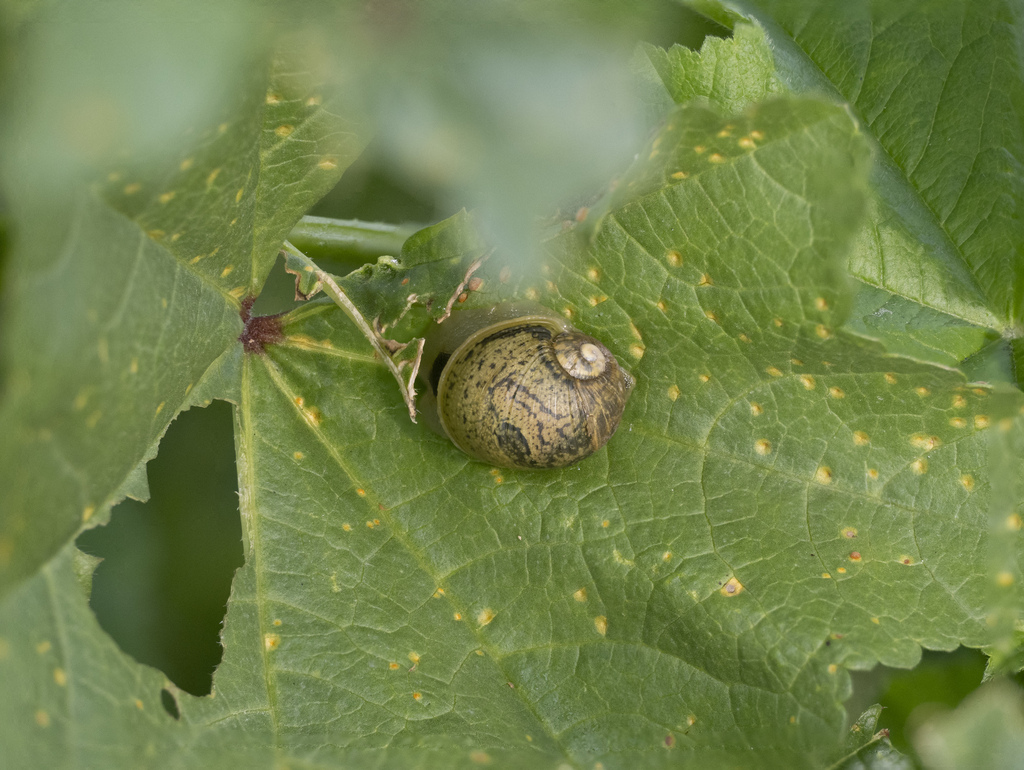 Green Garden Snail from Point Loma, San Diego, CA, USA on December 26 ...