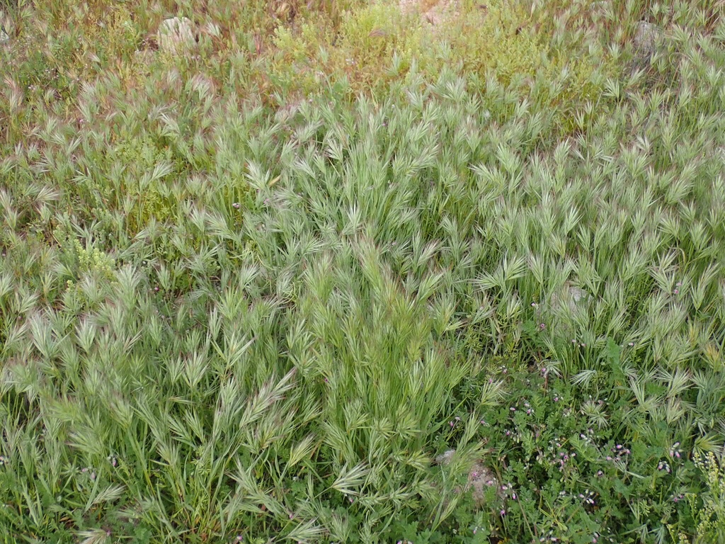 Red Brome from Tonto National Forest, Apache Junction, AZ, US on March ...