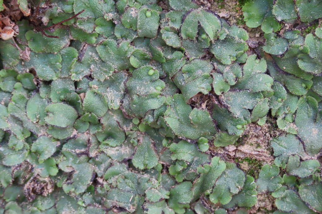 California asterella from Riverside County, CA, USA on December 26 ...